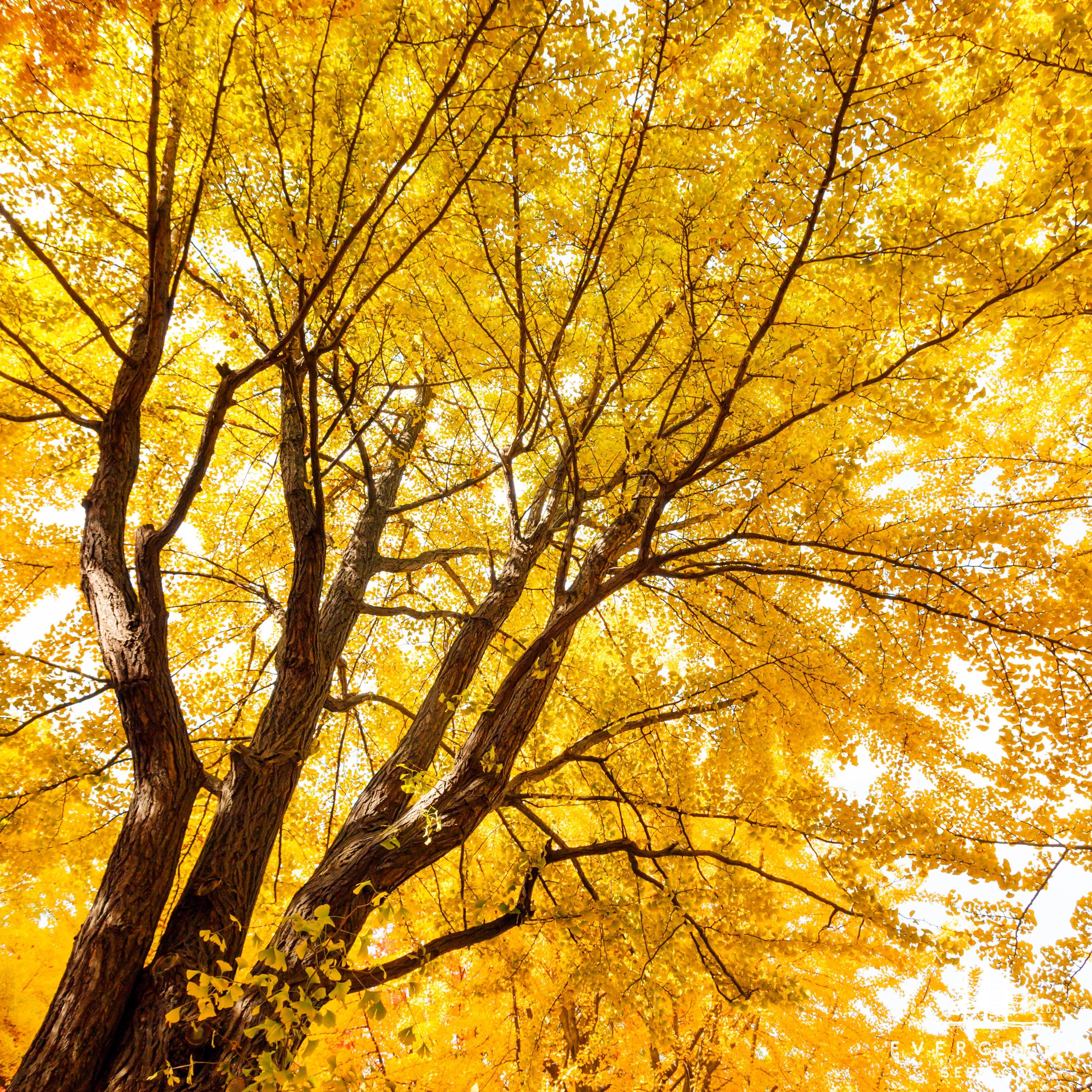 Ancient & Prehistoric Tree Seeds – Evergreen Seed Co.