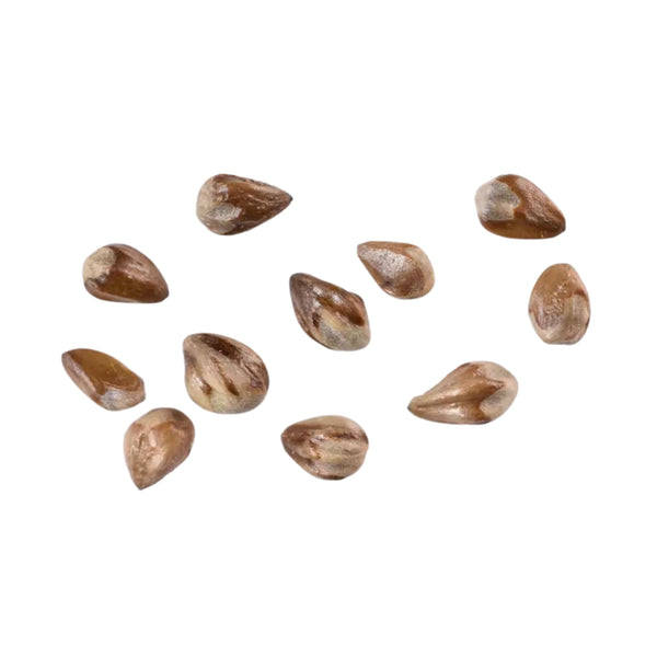 Eastern Red Cedar Tree Seeds | Juniperus virginiana – Evergreen Seed Co.