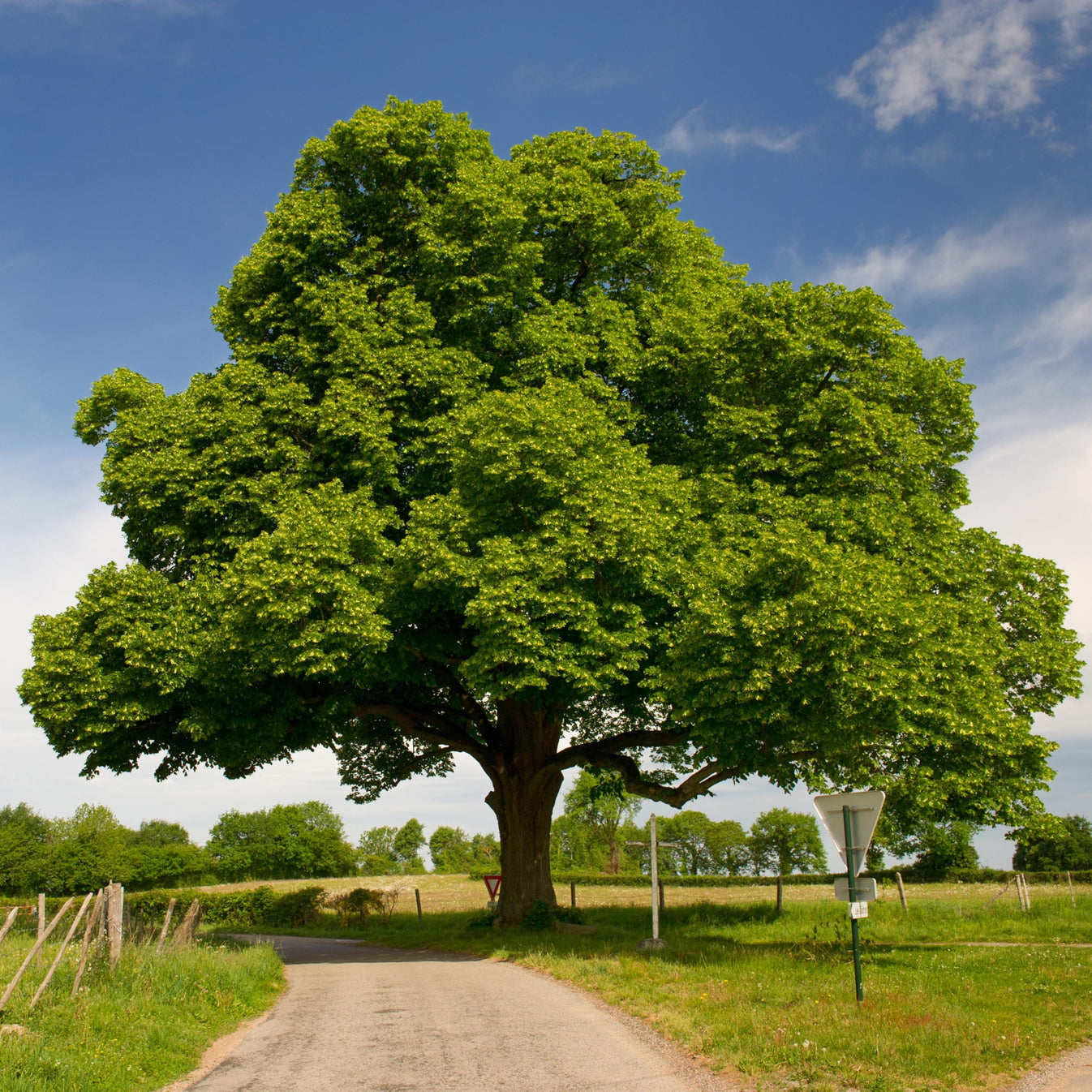 Dunstan Chestnut Tree Seeds | Blight-Resistant Hybrid – Evergreen Seed Co.