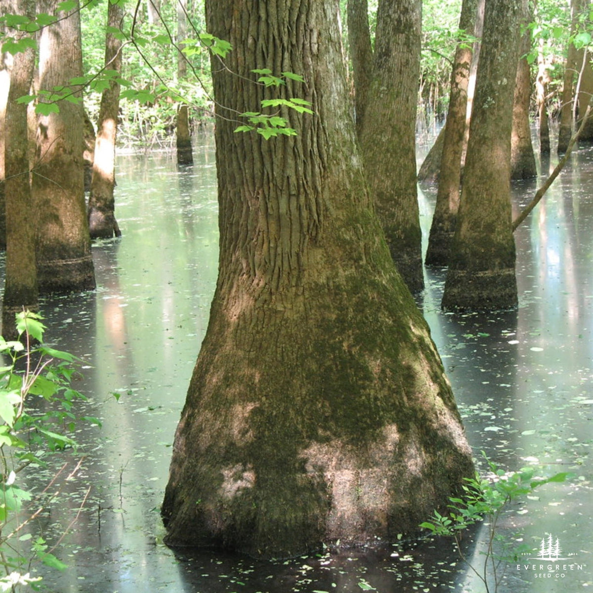 Water Tupelo Tree Seeds — Nyssa aquatica | Native Wetland Tree ...