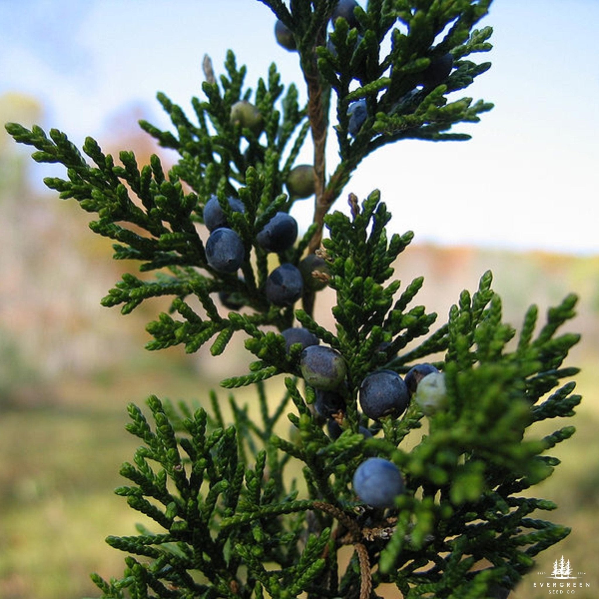 Eastern Red Cedar Tree Seeds | Juniperus virginiana – Evergreen Seed Co.