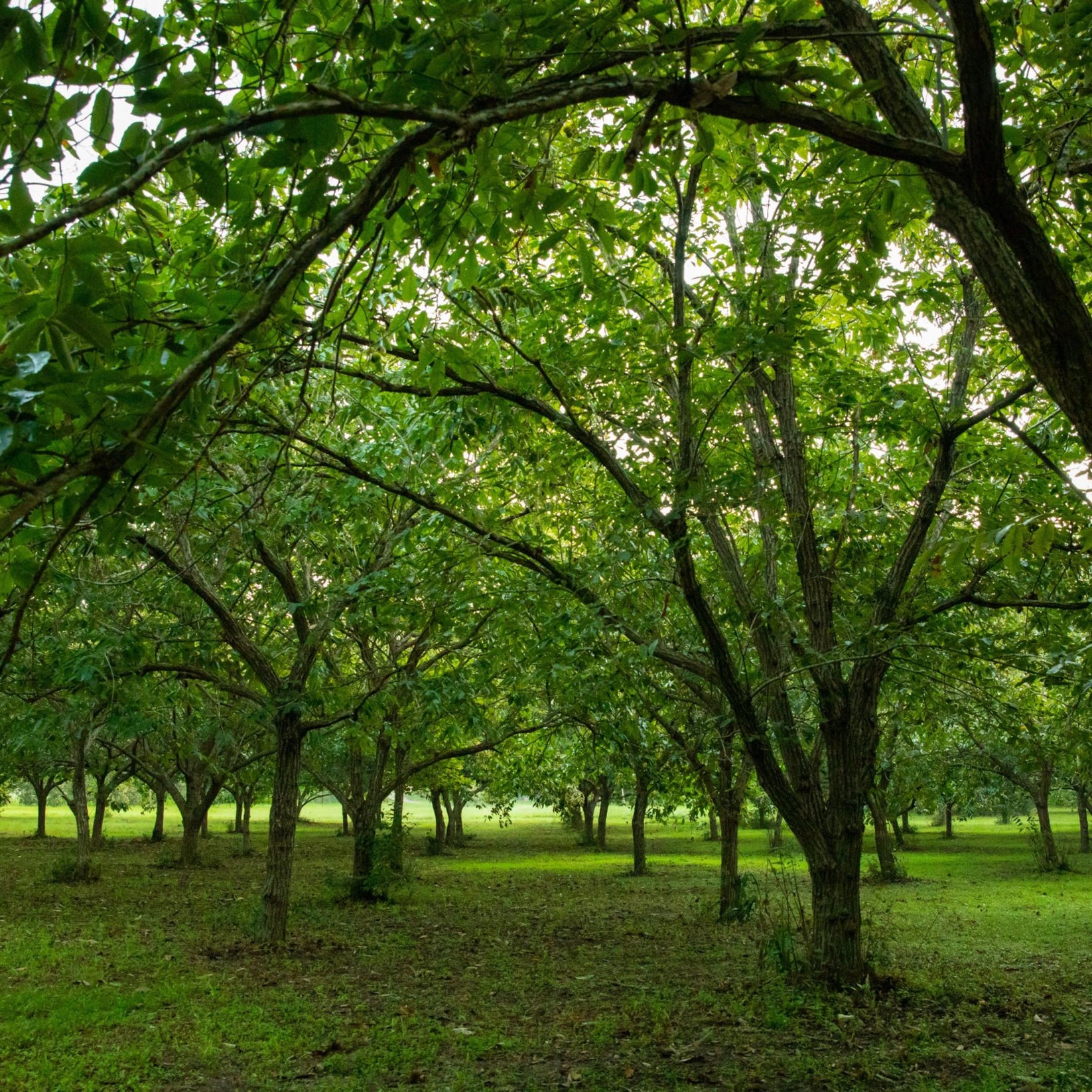 Dunstan Chestnut Tree Seeds | Blight-Resistant Hybrid – Evergreen Seed Co.