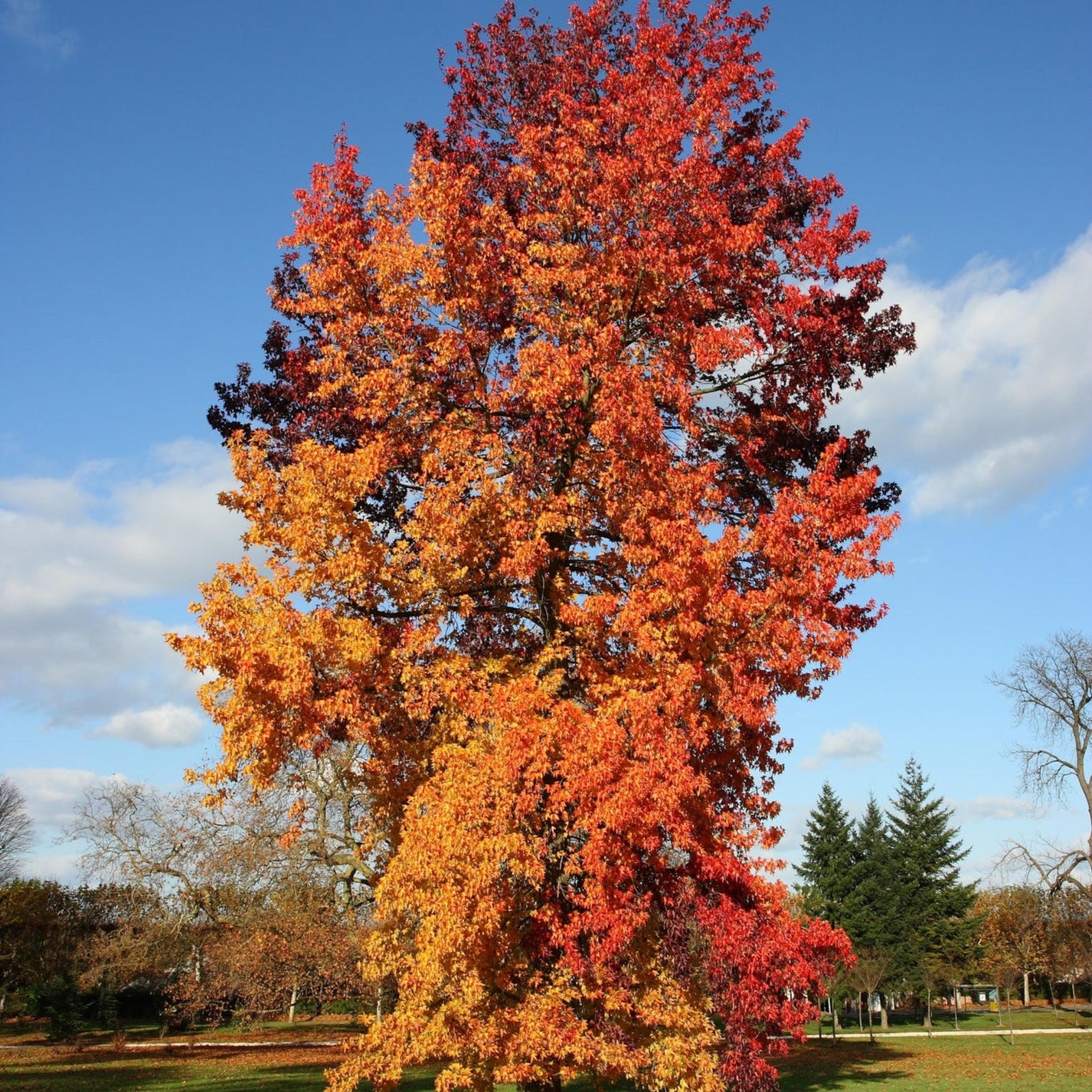 Sweet Gum Tree Seeds — Liquidambar styraciflua | Fiery Fall Color ...