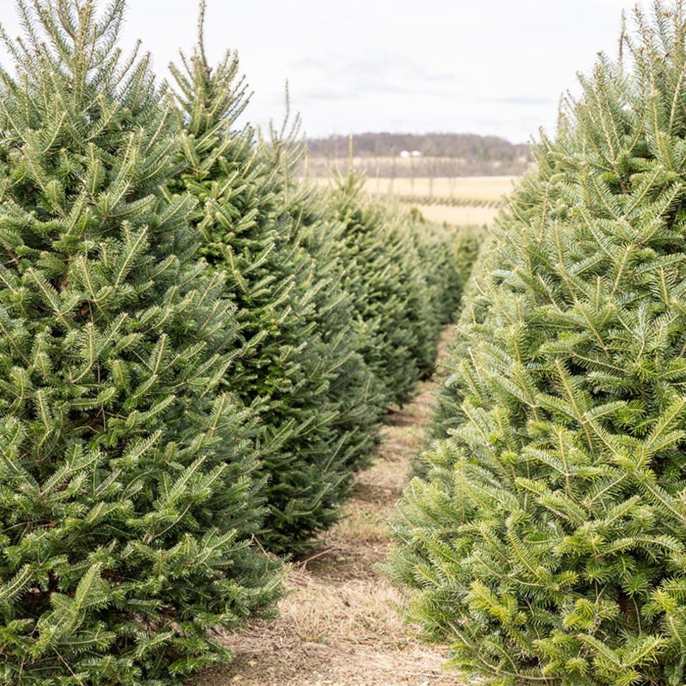 Fraser Fir Tree Seeds | Abies fraseri for Planting – Evergreen Seed Co.