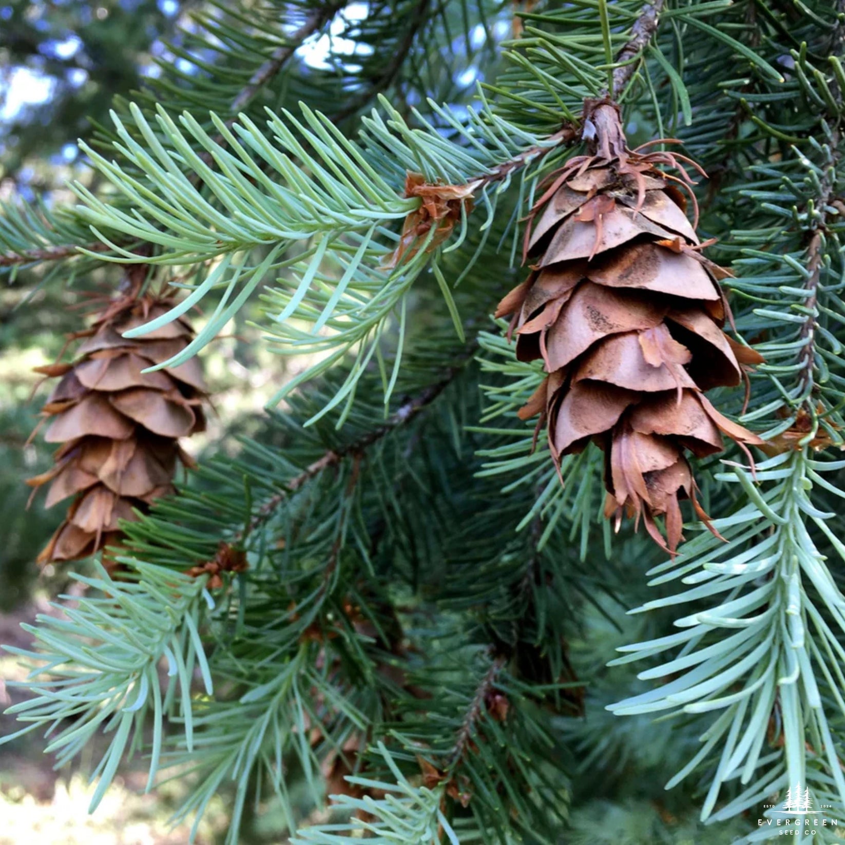 Douglas Fir Tree Seeds | Pseudotsuga menziesii | Fast-Growing Conifer ...