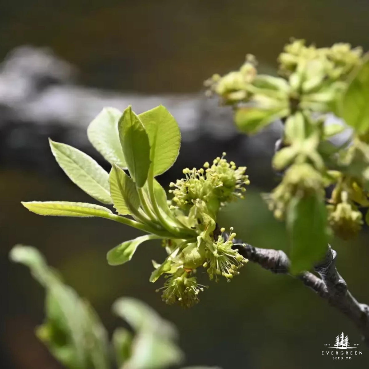 Water Tupelo Tree Seeds — Nyssa aquatica | Native Wetland Tree ...