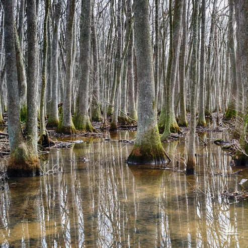Water Tupelo Tree Seeds — Nyssa aquatica | Native Wetland Tree ...
