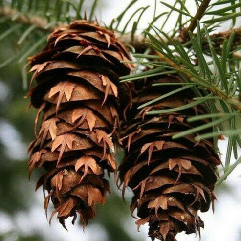 Douglas Fir Tree Seeds | Pseudotsuga menziesii | Fast-Growing Conifer ...