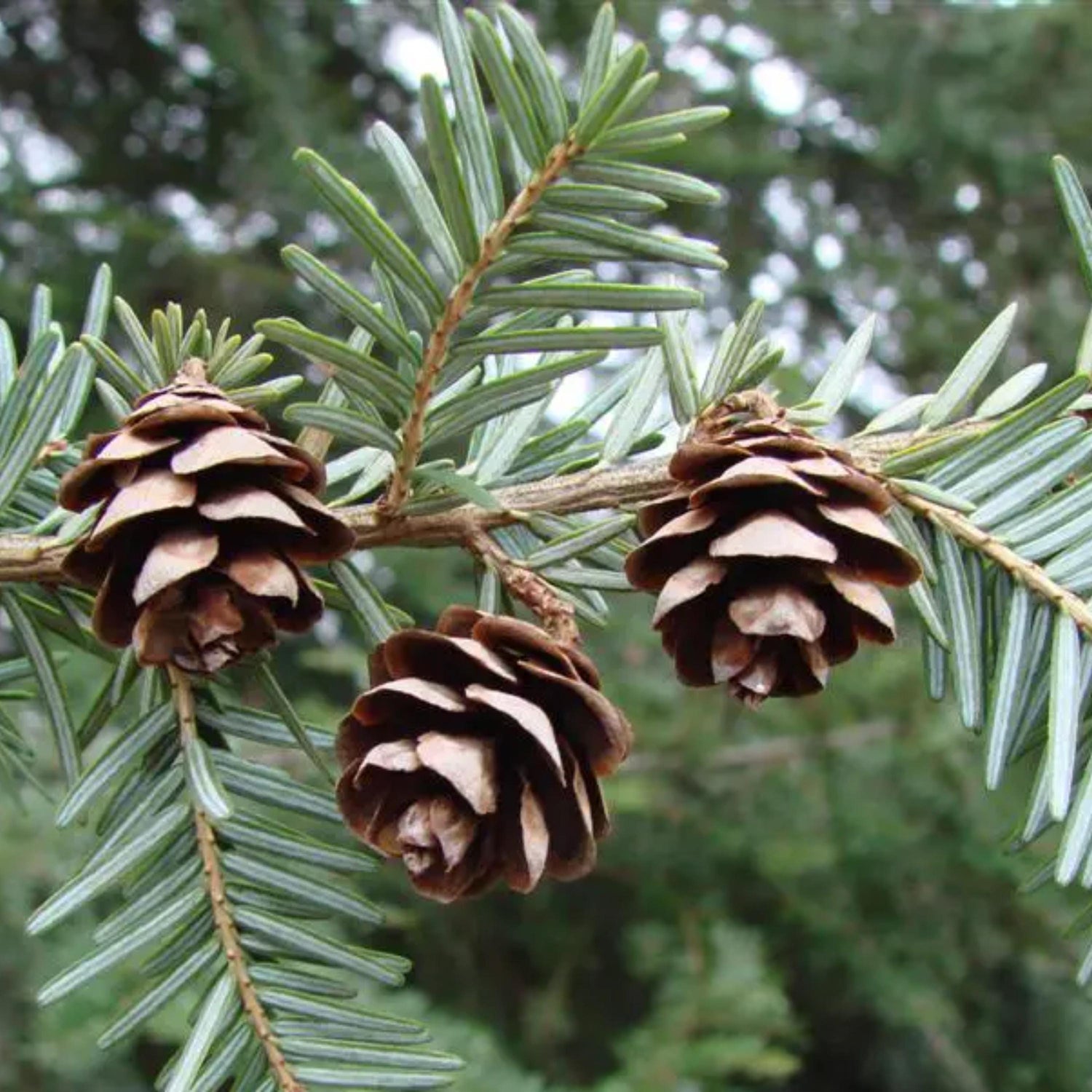 Evergreen Seed Co. | Rare Tree Seeds for Rewilding & Resilience