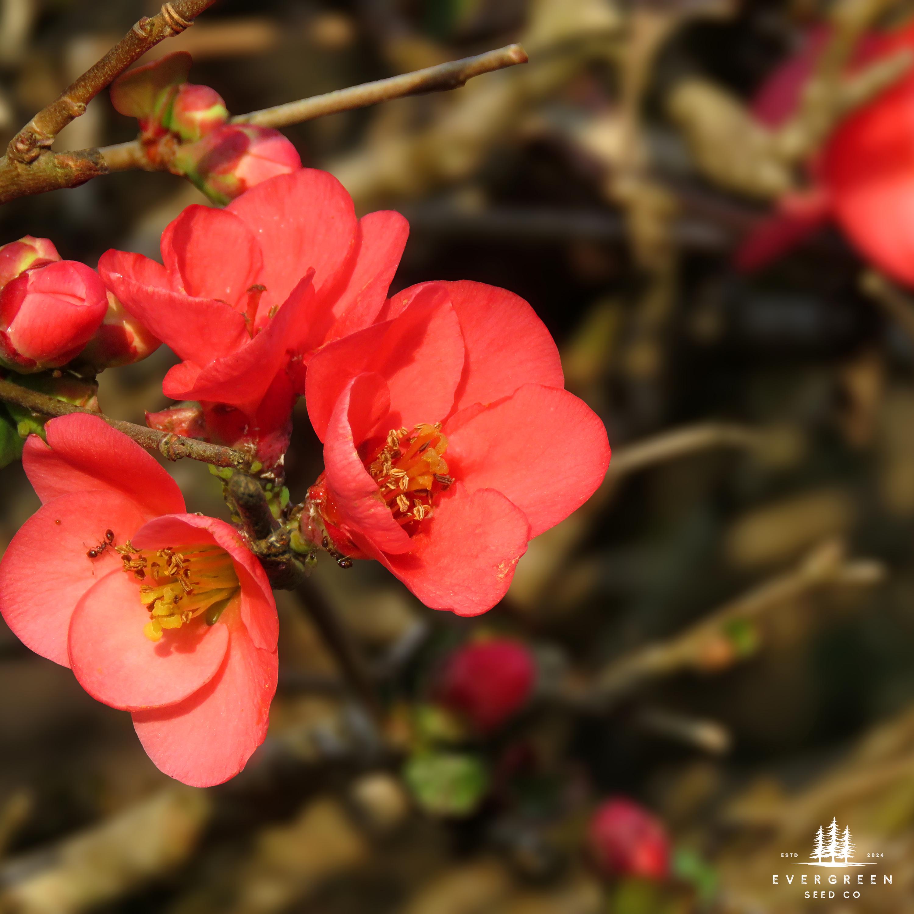 Chinese Quince Tree Seeds | Rare Ornamental & Fruit – Evergreen Seed Co.