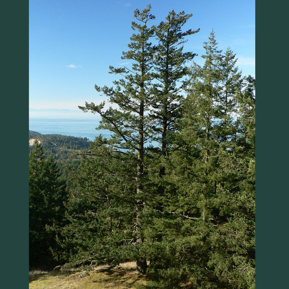 Douglas Fir Tree Seeds | Pseudotsuga menziesii | Fast-Growing Conifer ...