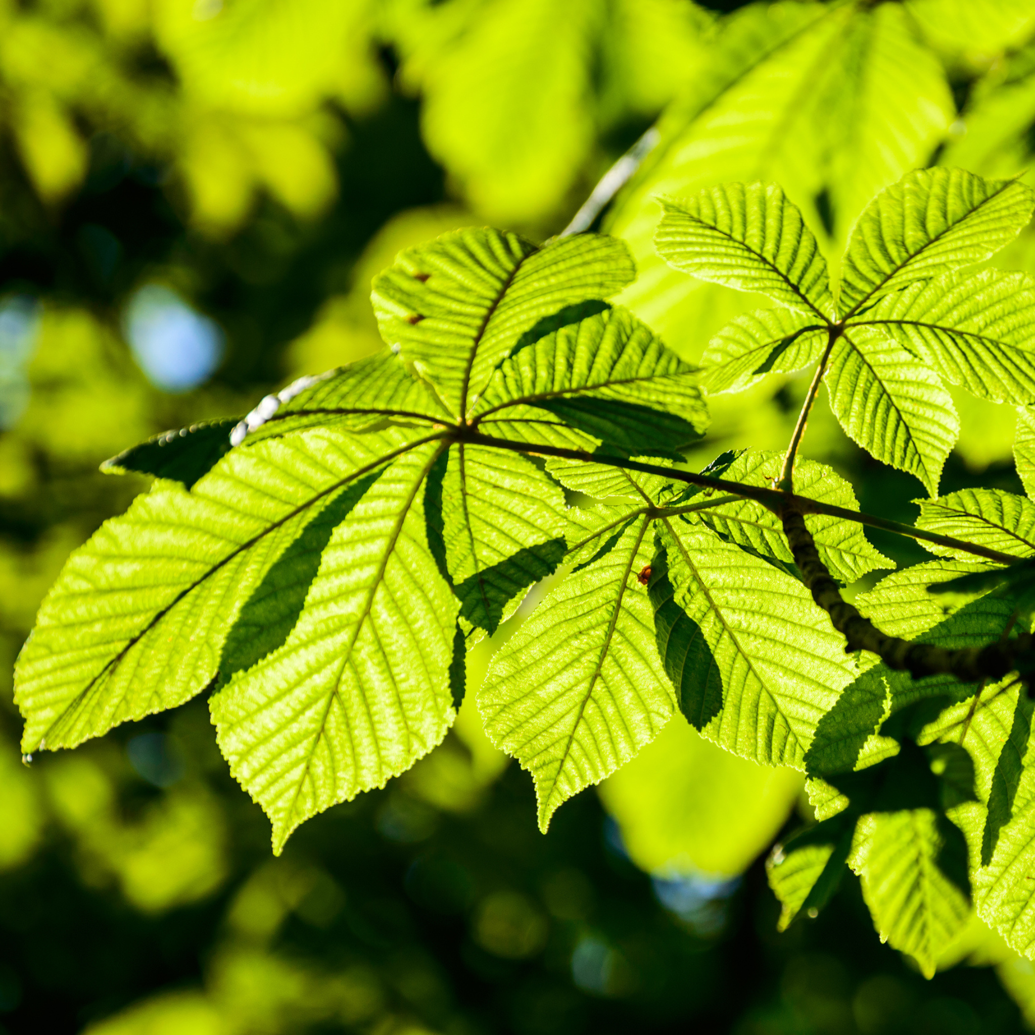American x Chinese Hybrid Chestnut Tree Seeds | Hybrid Chestnut | (Cas ...