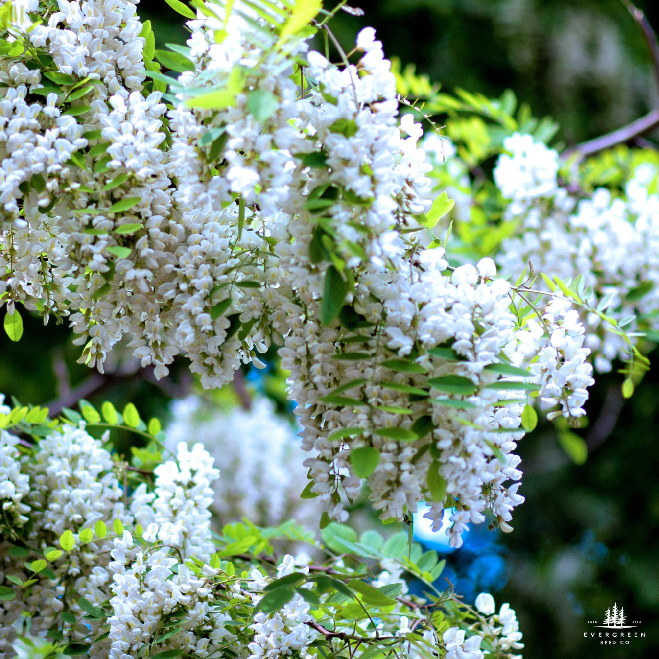 Black Locust Tree Seeds | Robinia pseudoacacia | Fast-Growing ...