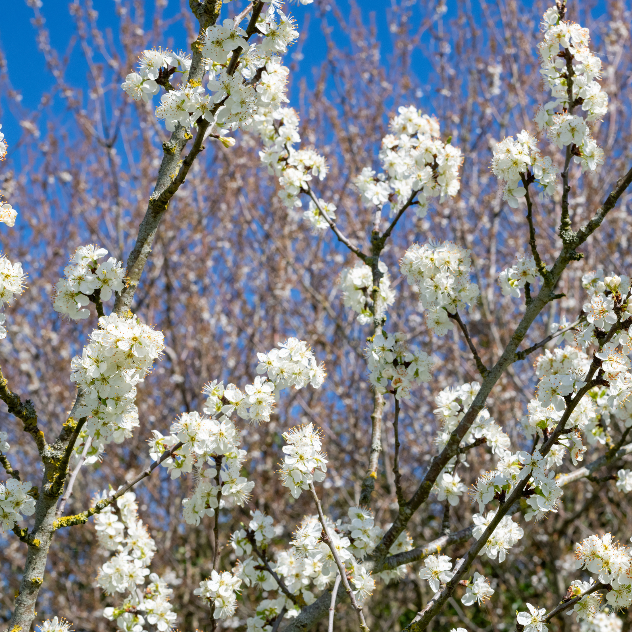 Chickasaw Plum Tree Seeds | Sand Plum| Sandhill Plum | (Prunus angusti ...