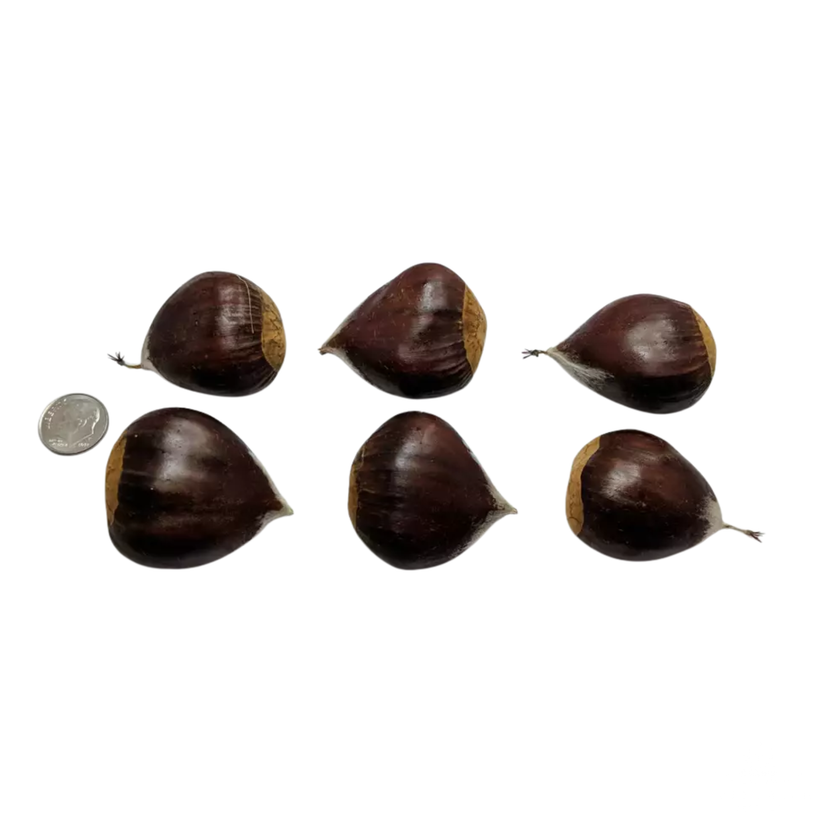 Colossal Chestnut Tree Seeds | Colossal Hybrid Chestnut | (Castanea sp ...