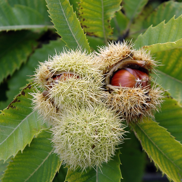Colossal Chestnut Tree Seeds | Colossal Hybrid Chestnut | (Castanea sp ...