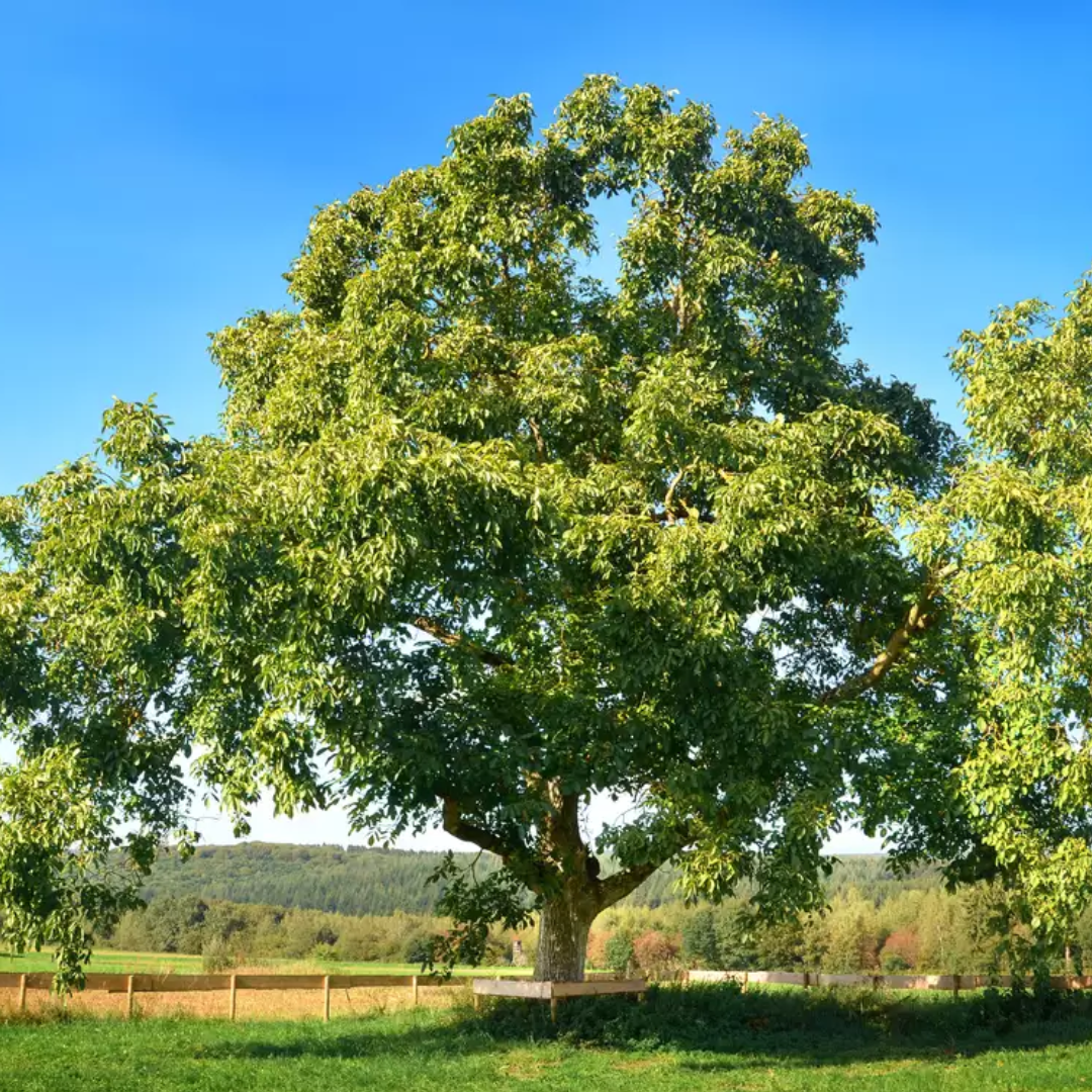 Carpathian English Walnut Tree Seeds | Cold-Hardy Juglans regia ...