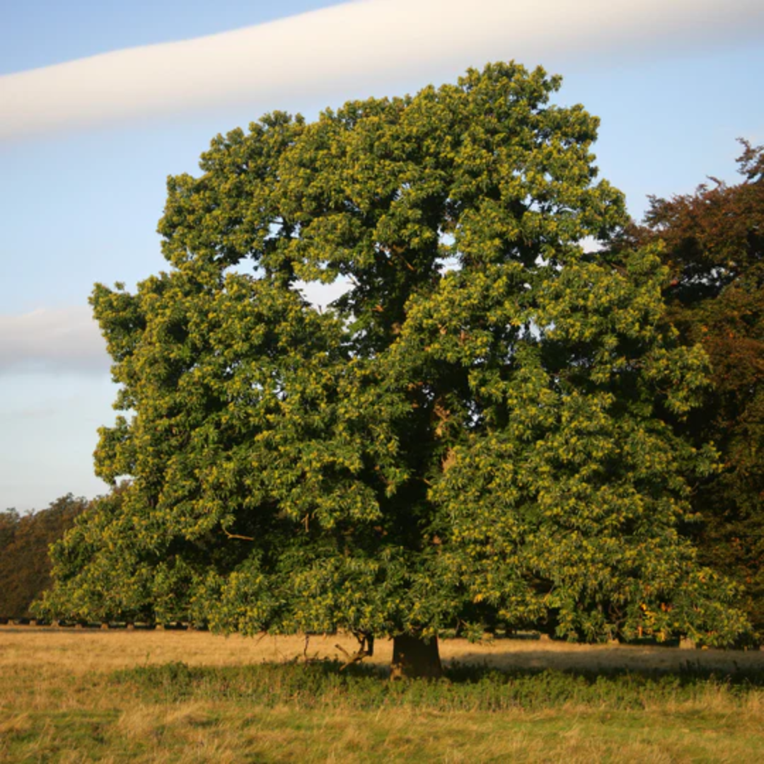 Chestnut Oak Tree Seeds | Hardy Native Oak for Dry Soils (Quercus ...