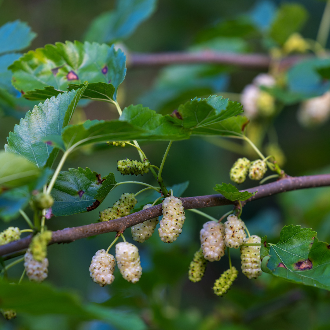 White Mulberry Tree Seeds | Morus alba | Fast-Growing Fruit Tree ...