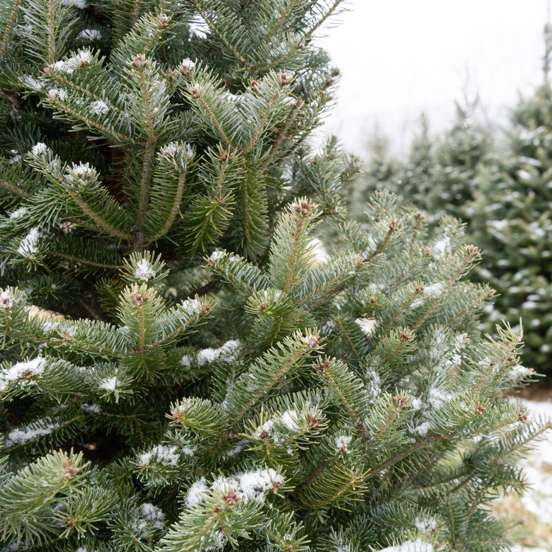 Fraser Fir Tree Seeds | Abies fraseri for Planting – Evergreen Seed Co.