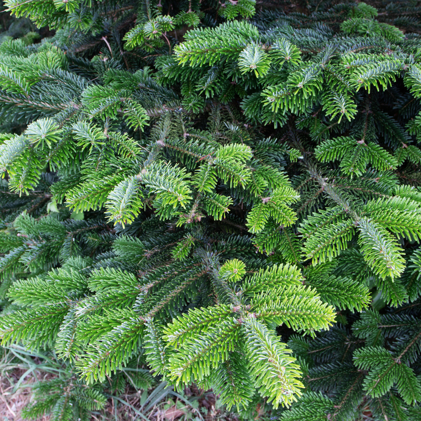 Fraser Fir Tree Seeds | Abies fraseri for Planting – Evergreen Seed Co.