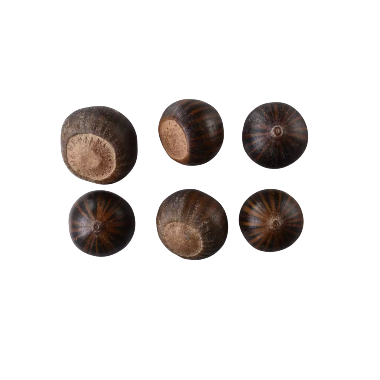 Pin Oak Tree Seeds | Swamp Oak | (Quercus palustris) – Evergreen Seed Co.