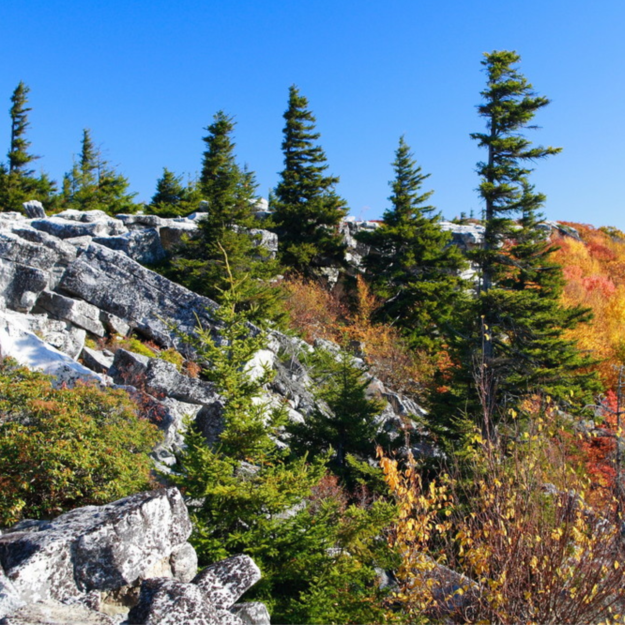 Red Spruce Tree Seeds | (Picea rubens) | Central Appalachian Provenanc ...