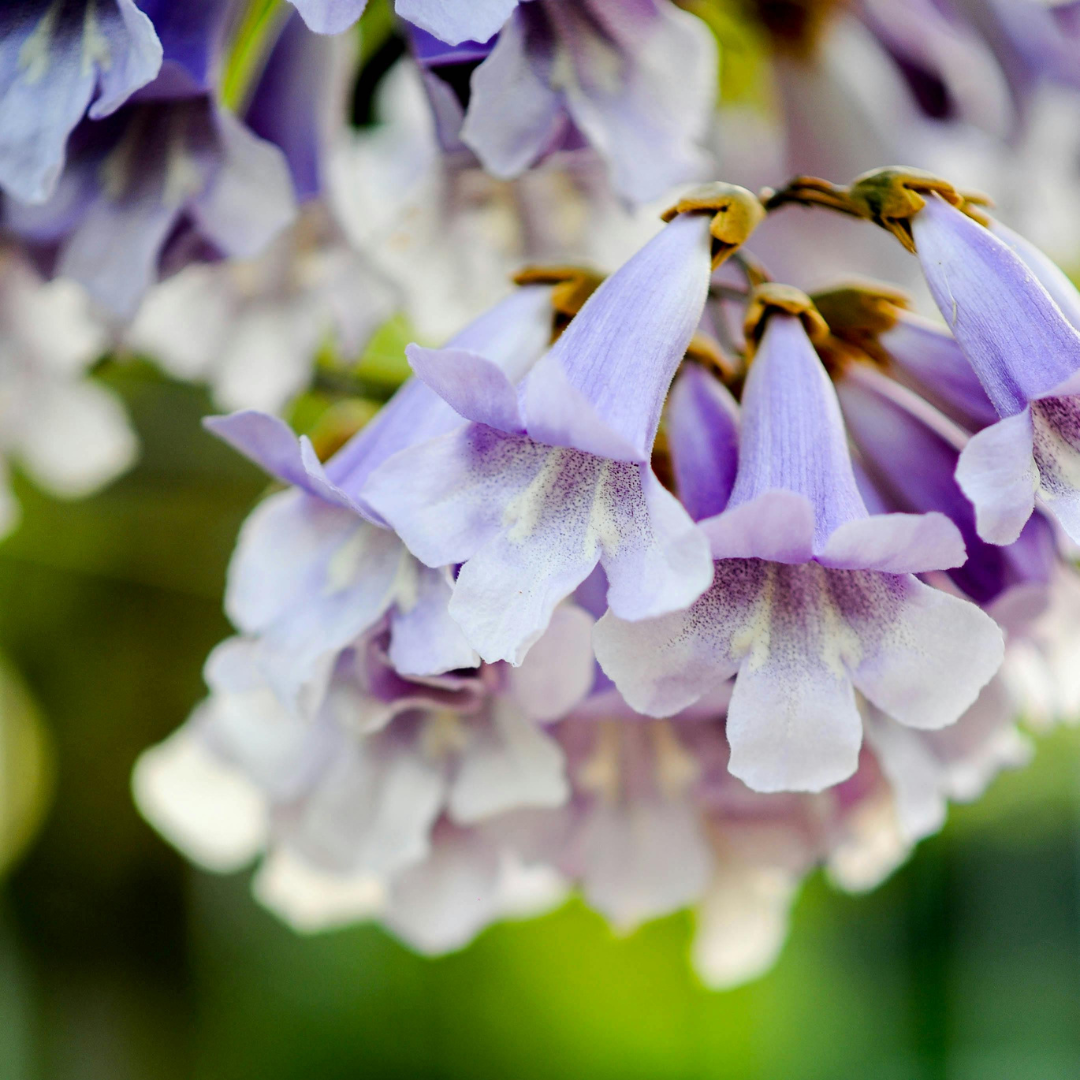 Common Lilac Tree Seeds | Syringa vulgaris | Evergreen Seed Co.
