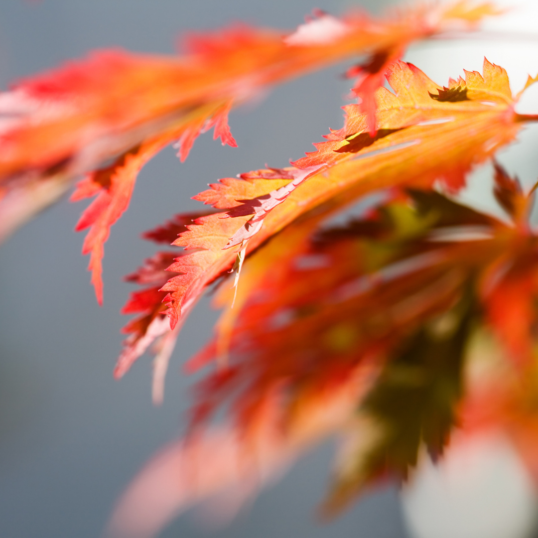 Oisami Full Moon Maple Tree Seeds | Acer japonicum ‘Oisami’ | Rare ...