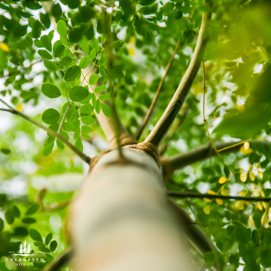 Moringa Tree Seeds (Drumstick/Miracle Tree) | Evergreen Seed Co.