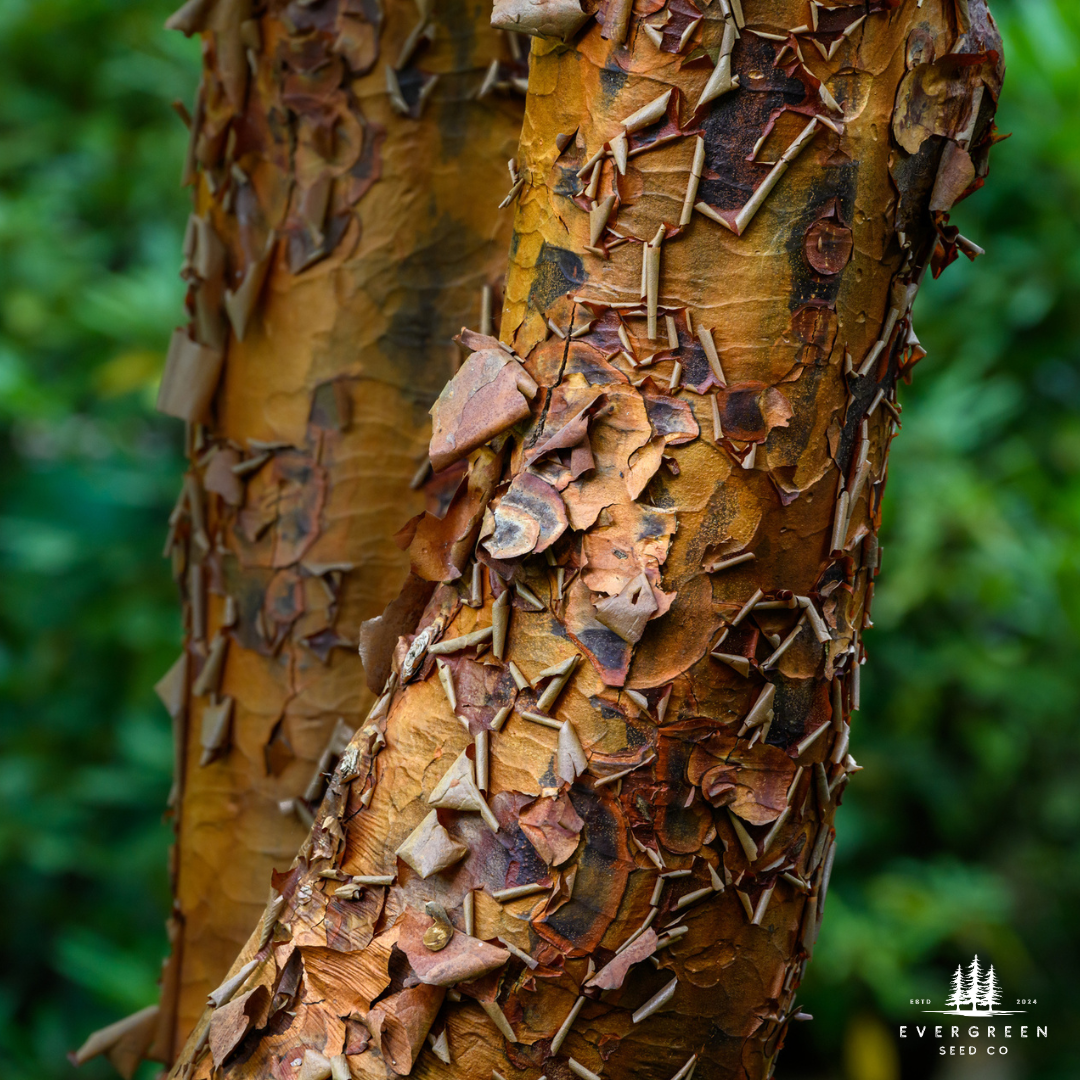 Paperbark Maple Seeds (Acer griseum) – Rare Ornamental Tree – Evergreen ...