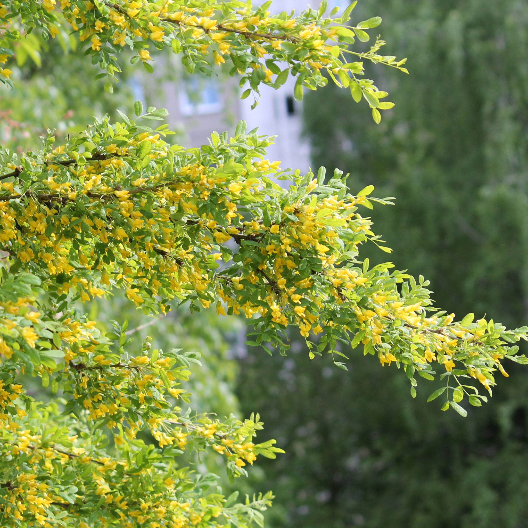 Siberian Pea Tree Tree Seeds | Siberian Peashrub | (Caragana arboresce ...