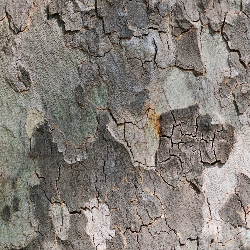 American Sycamore Tree Seeds — Platanus occidentalis | Shade Giant ...