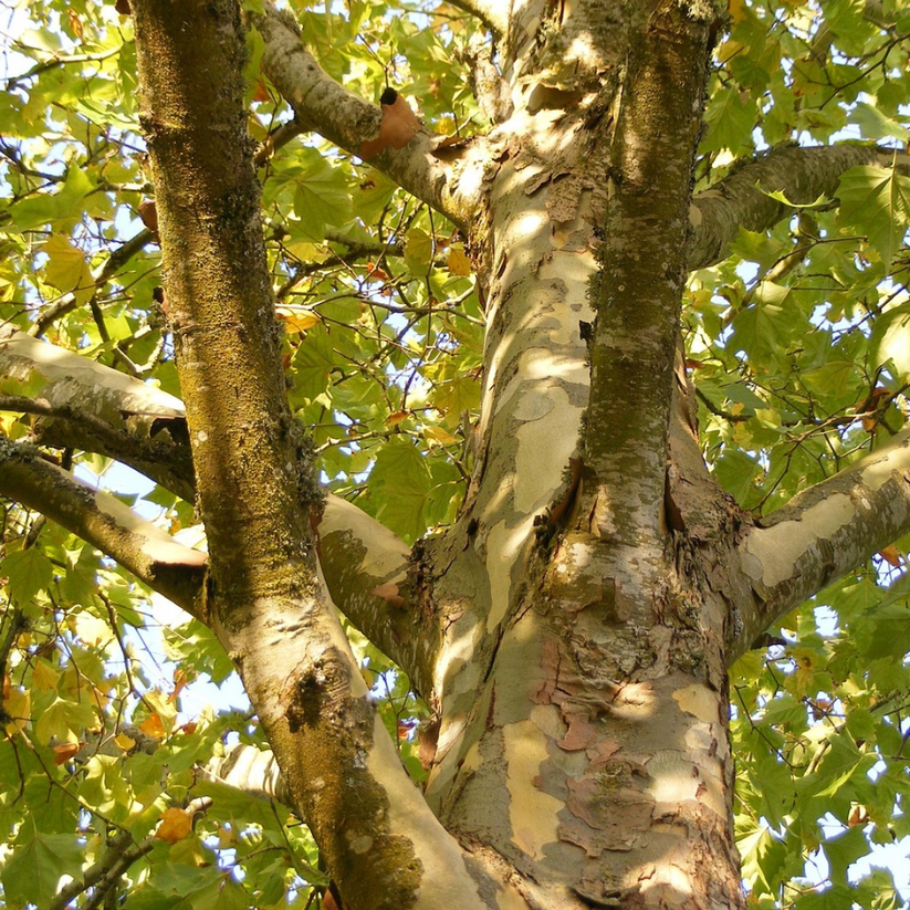 American Sycamore Tree Seeds — Platanus occidentalis | Shade Giant ...