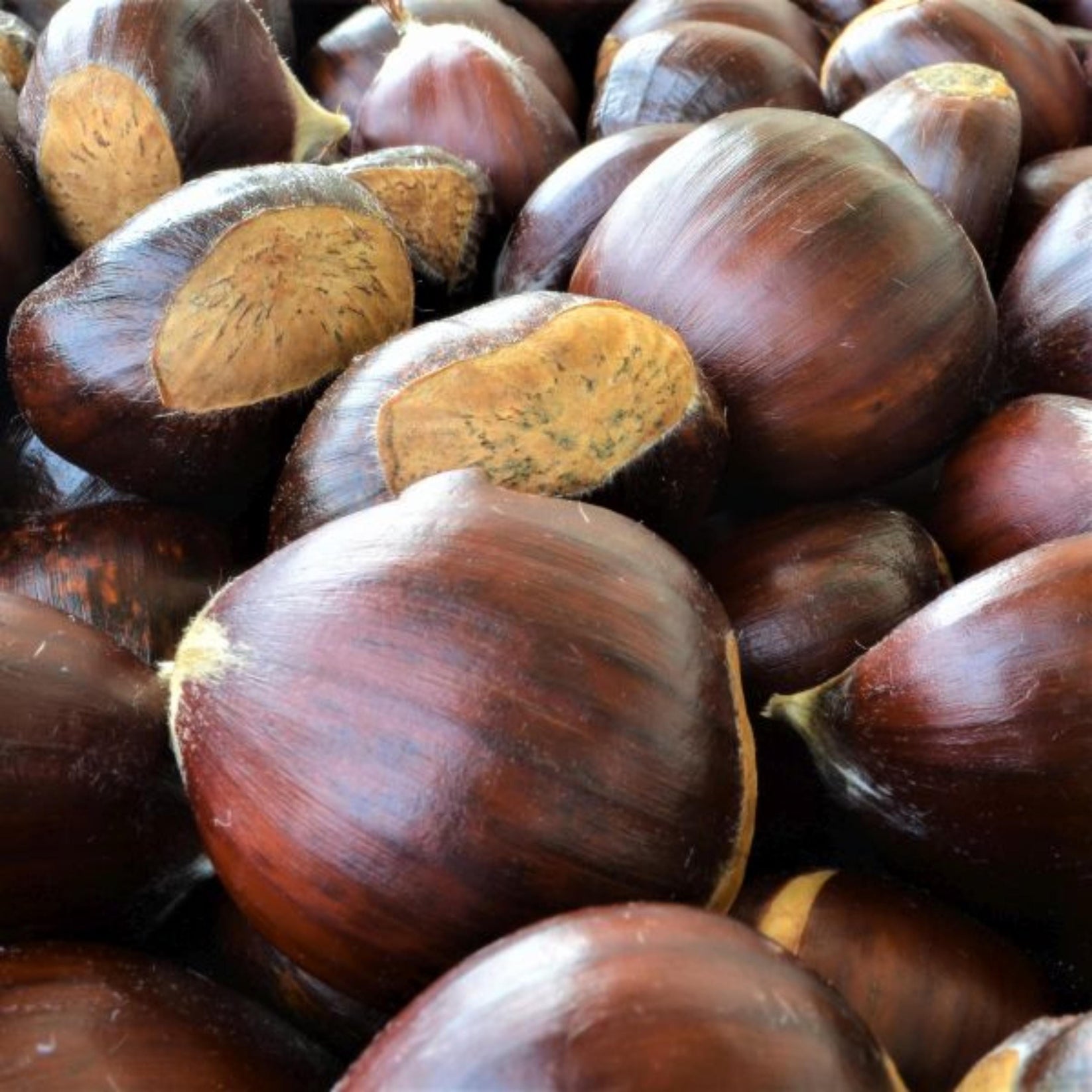 Dunstan Chestnut Tree Seeds | Blight-Resistant Hybrid – Evergreen Seed Co.