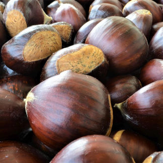 Dunstan Chestnut Tree Seeds | Blight-Resistant Hybrid – Evergreen Seed Co.