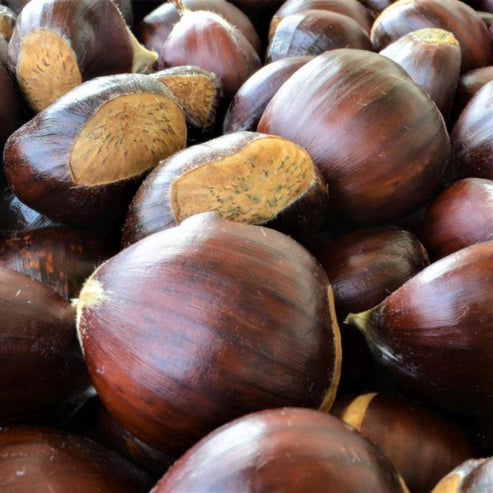 Dunstan Chestnut Tree Seeds | Blight-Resistant Hybrid – Evergreen Seed Co.