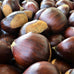 Dunstan Chestnut Tree Seeds | Blight-Resistant Hybrid – Evergreen Seed Co.