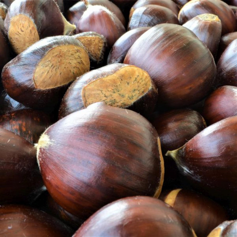 Dunstan Chestnut Tree Seeds | Blight-Resistant Hybrid – Evergreen Seed Co.