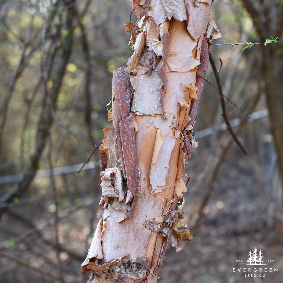 River Birch Tree Seeds — Betula nigra | Fast-Growing Shade Tree ...