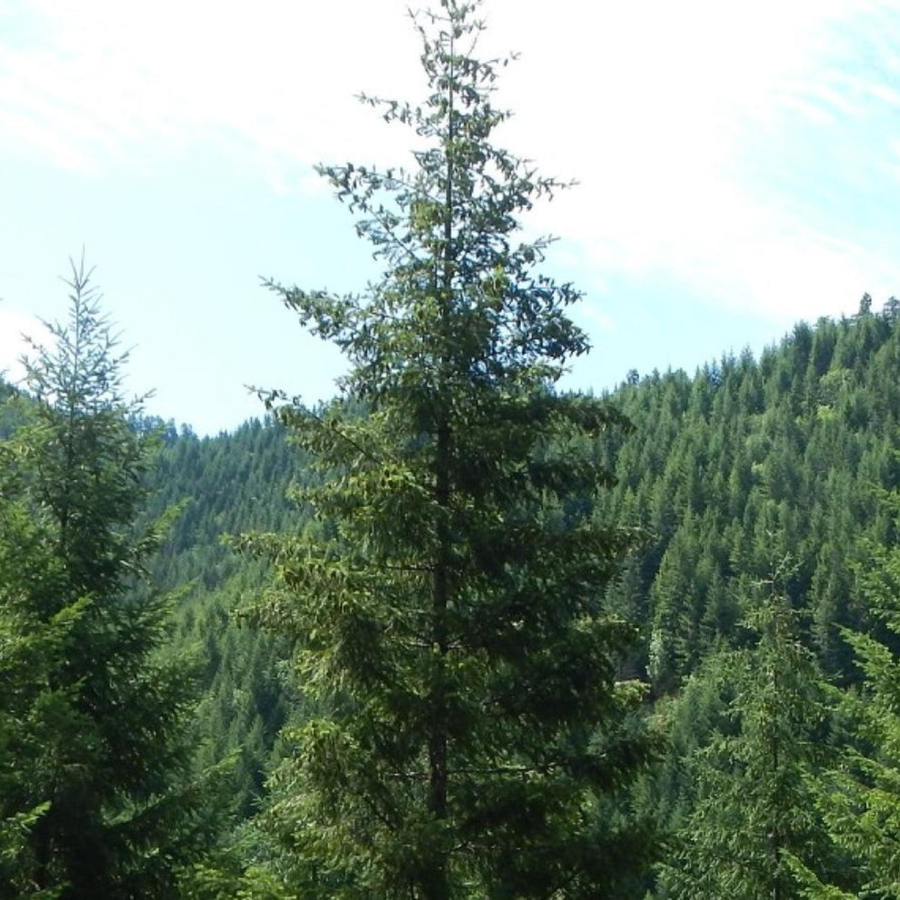 Douglas Fir Tree Seeds | Pseudotsuga menziesii | Fast-Growing Conifer ...