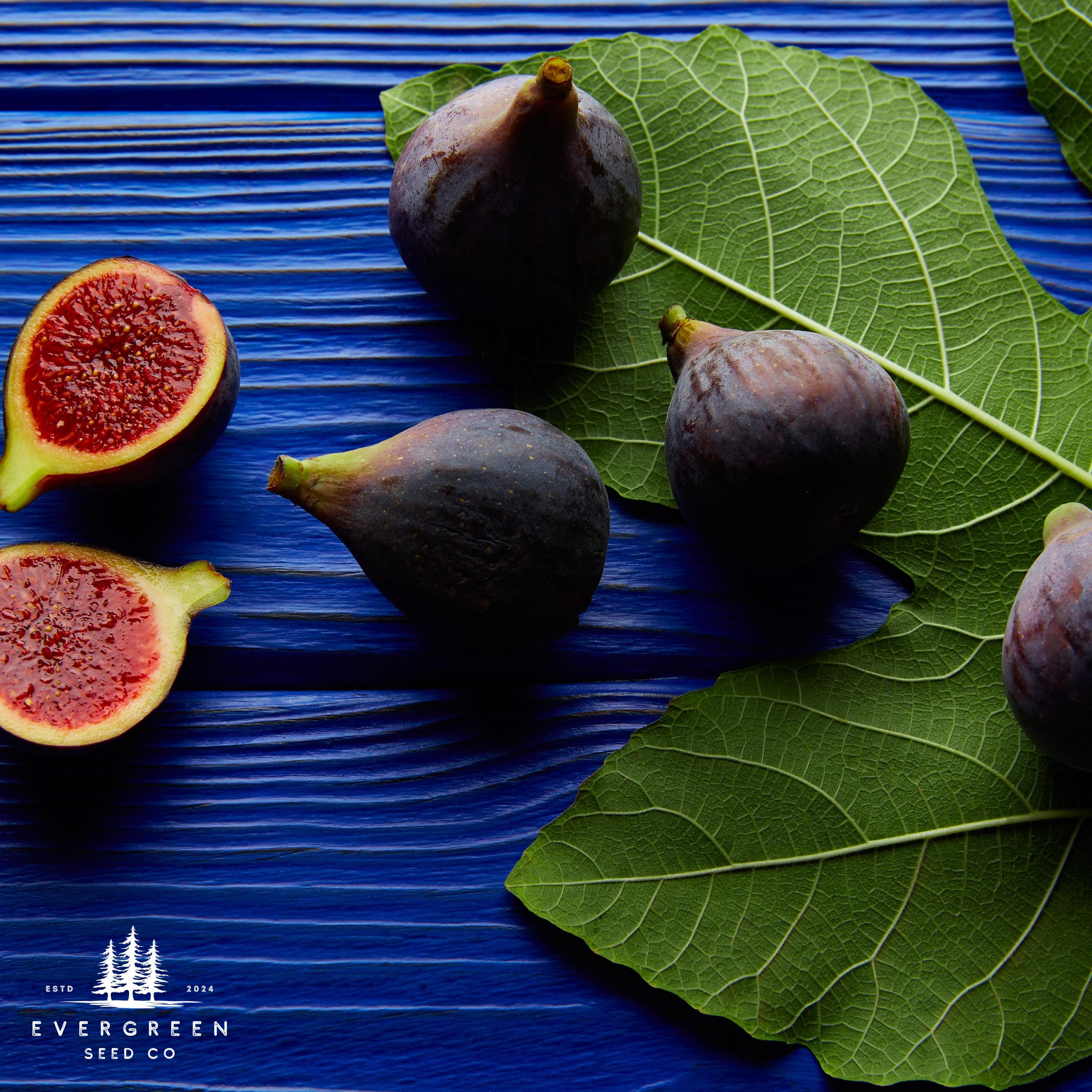 Common Fig Tree Seeds (Ficus carica) | Ancient Sweet Fruit for Home ...