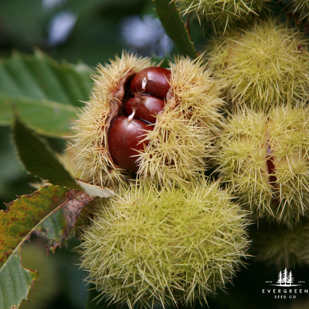 Dunstan Chestnut Tree Seeds | Blight-Resistant Hybrid – Evergreen Seed Co.
