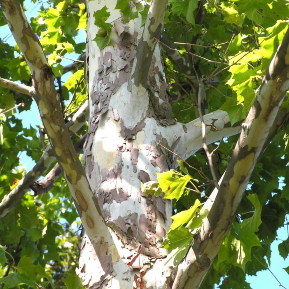 American Sycamore Tree Seeds — Platanus occidentalis | Shade Giant ...