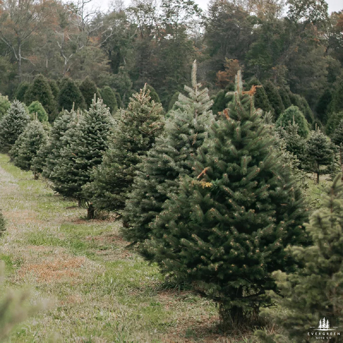 Douglas Fir Tree Seeds | Pseudotsuga menziesii | Fast-Growing Conifer ...