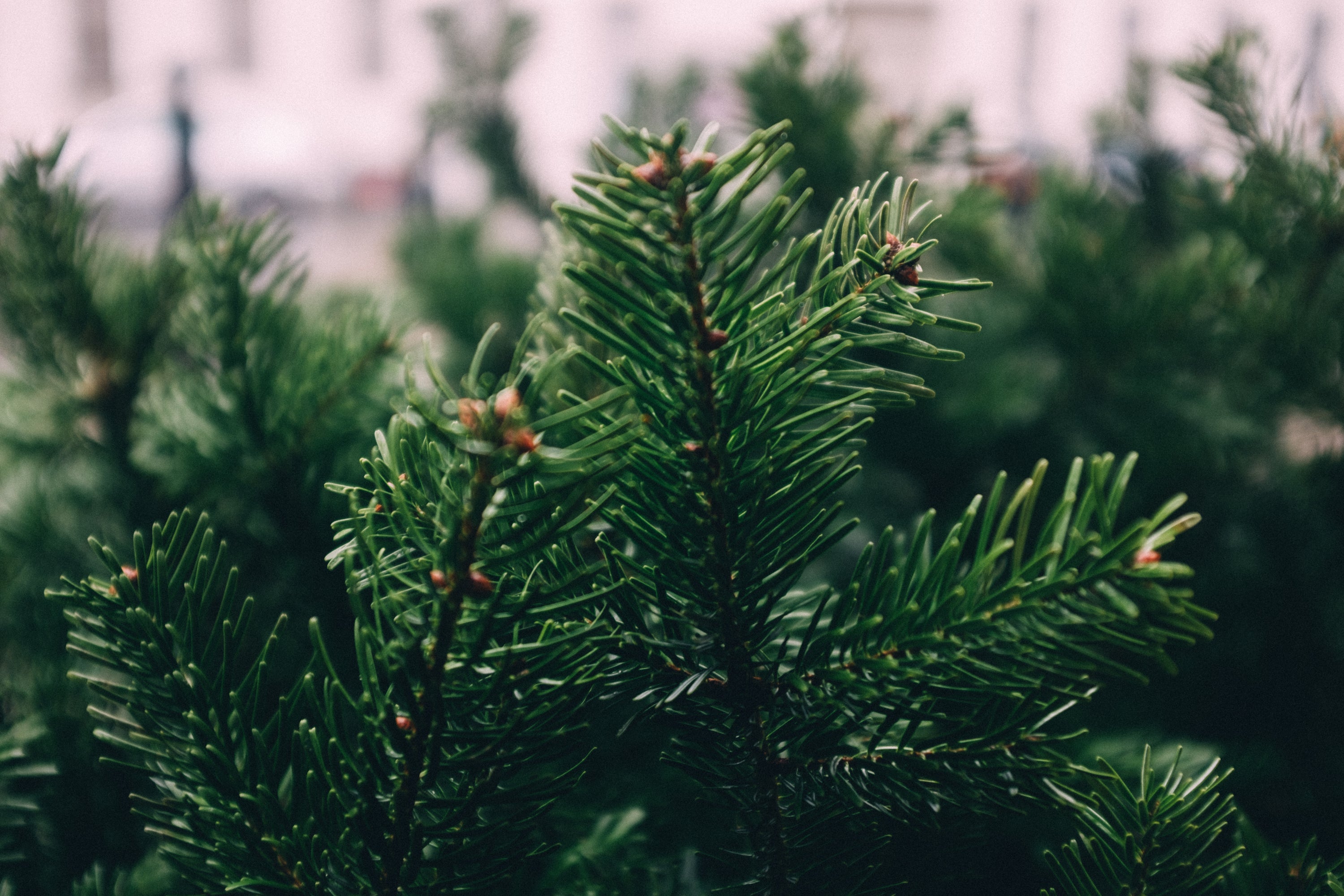 Evergreen Seed Co. | Shop Rare, Wild, & Hard to Find Tree Seeds
