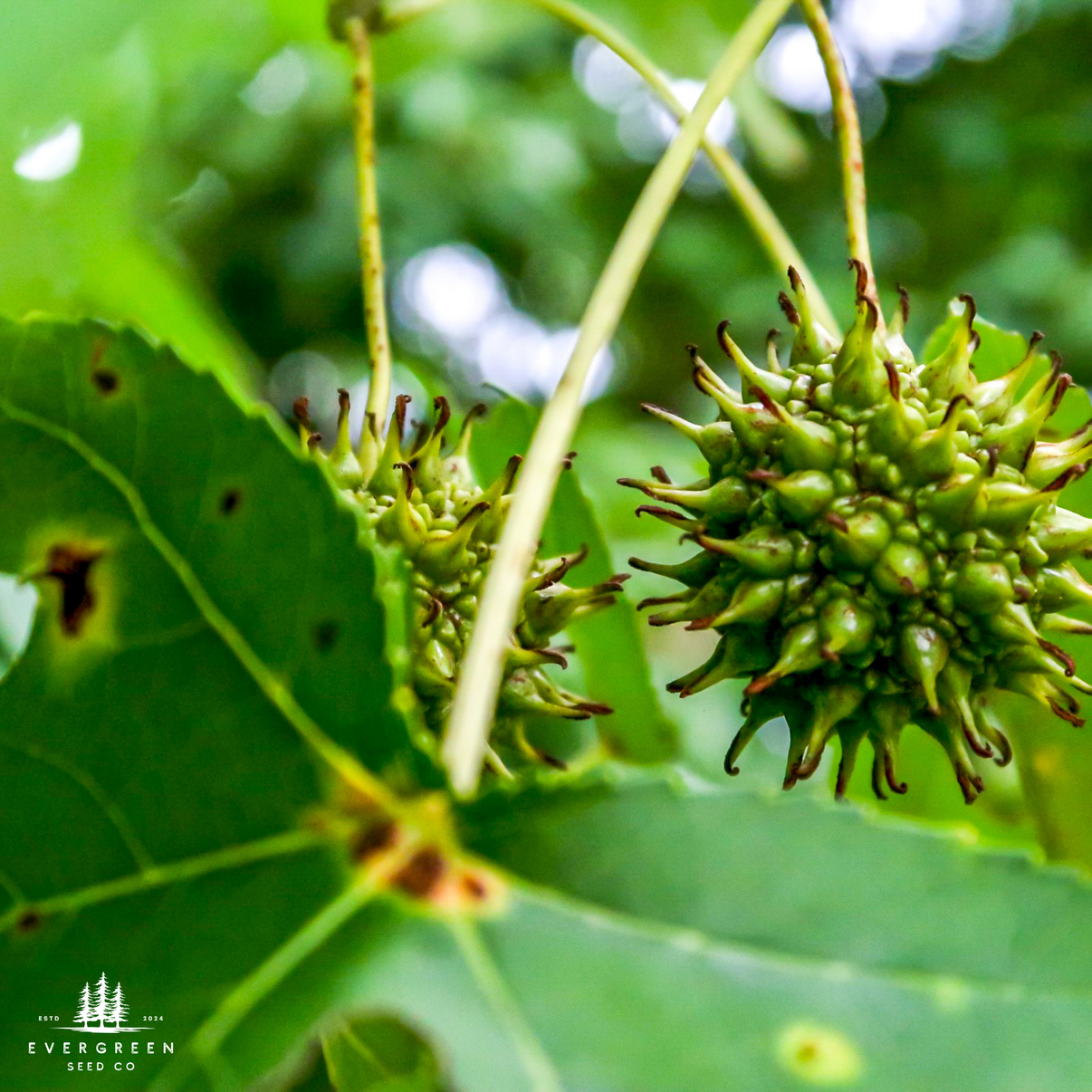 Sweet Gum Tree Seeds — Liquidambar styraciflua | Fiery Fall Color ...