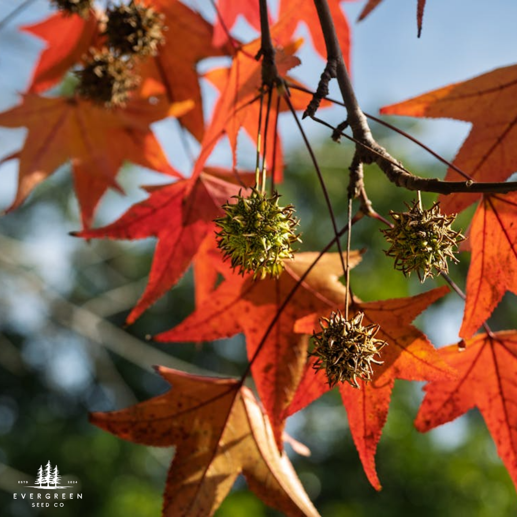 Sweet Gum Tree Seeds — Liquidambar styraciflua | Fiery Fall Color ...
