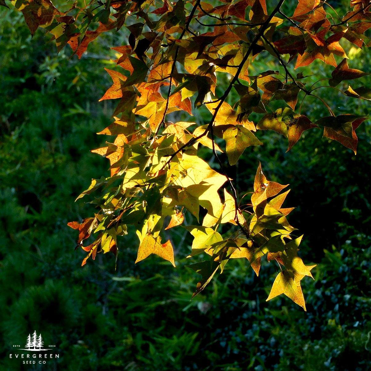 Sweet Gum Tree Seeds — Liquidambar styraciflua | Fiery Fall Color ...